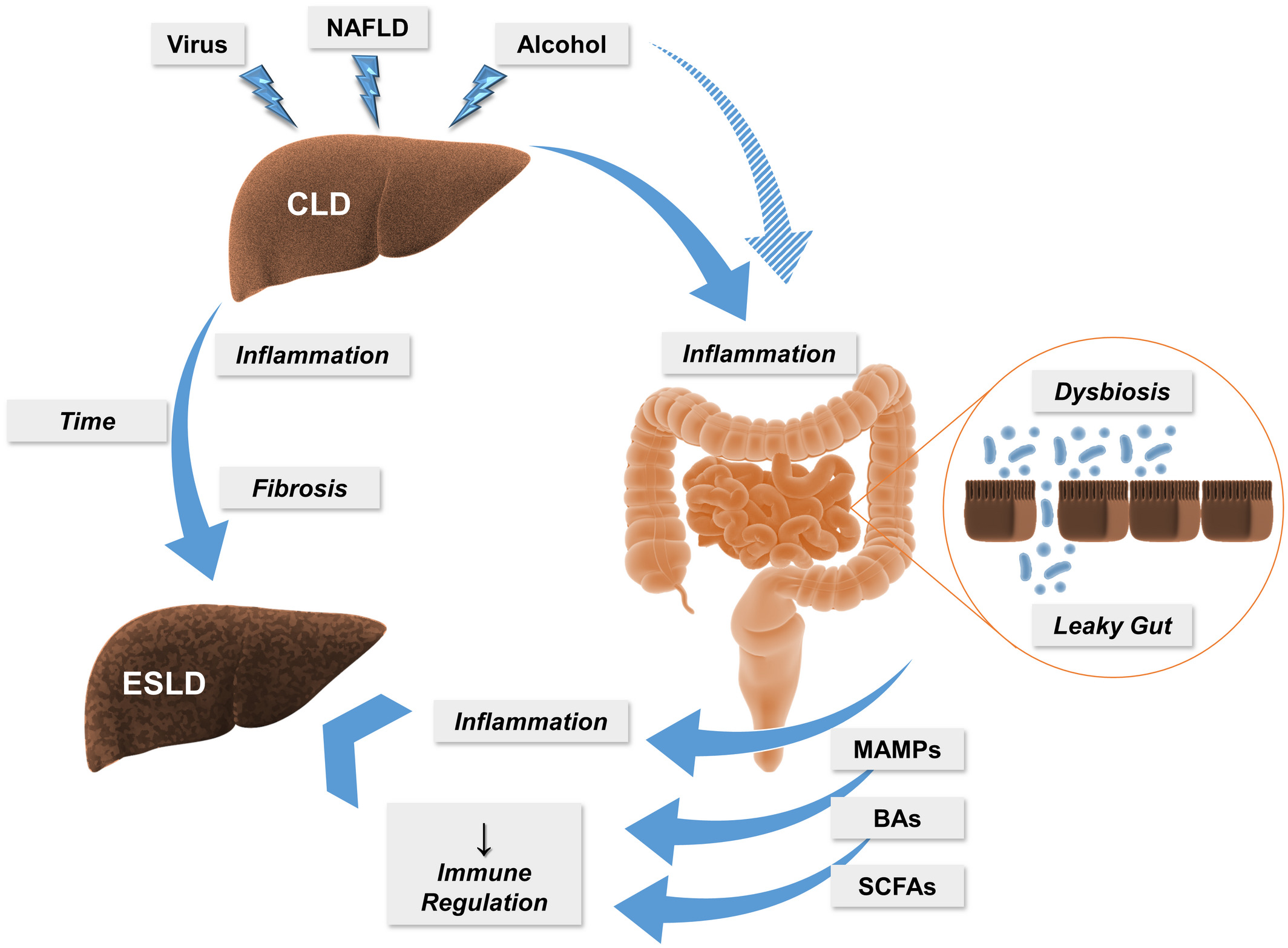 The gut microbiome and hepatocellular carcinoma: Implications for early diagnostic biomarkers ...