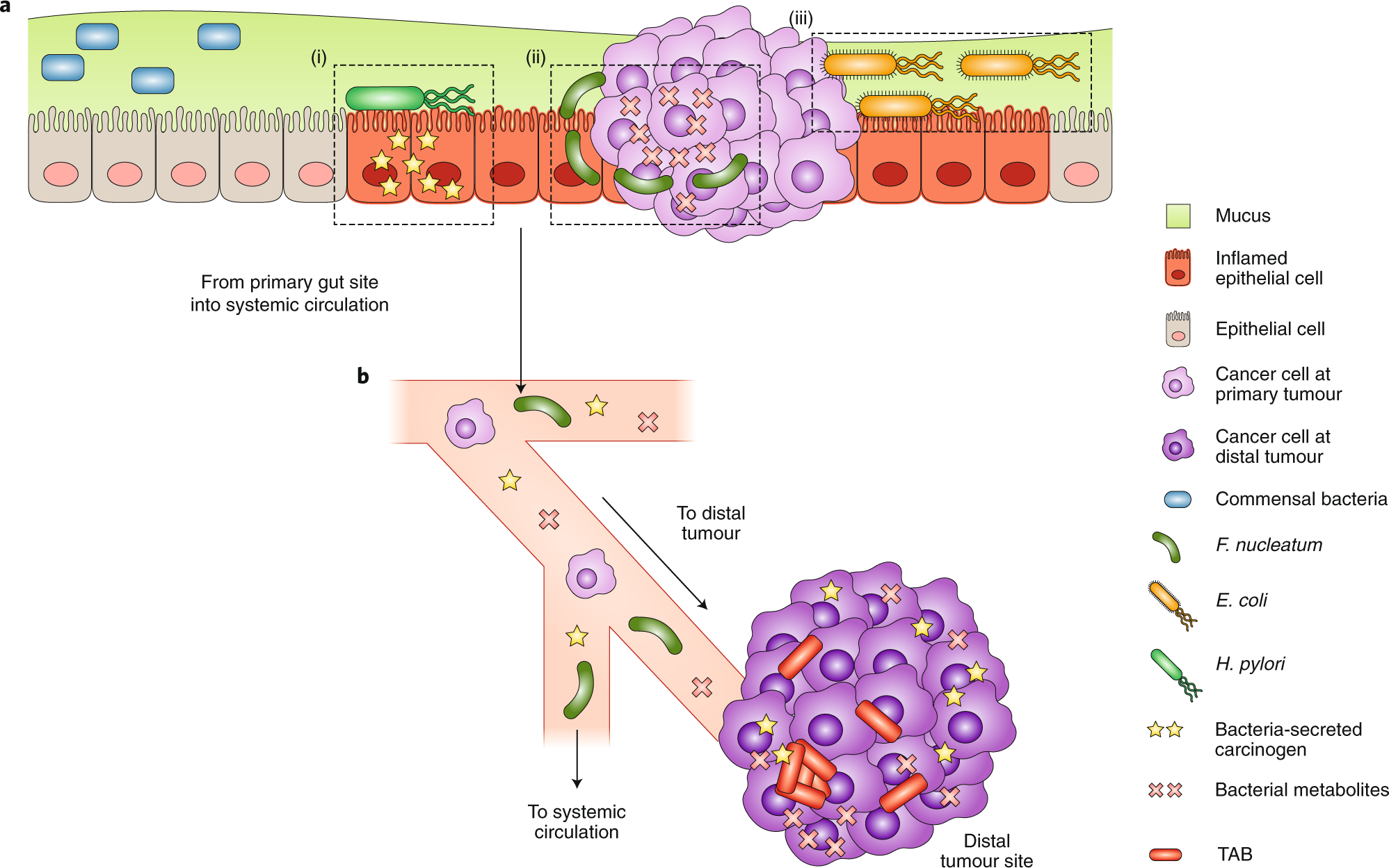 Gut microbiota targeted nanomedicine for cancer therapy ...