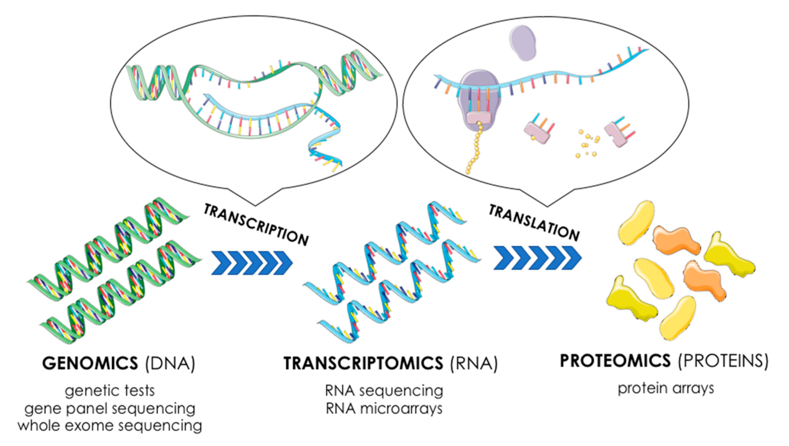 ?What is Transcriptomics | gutmicrobiotaforhealth
