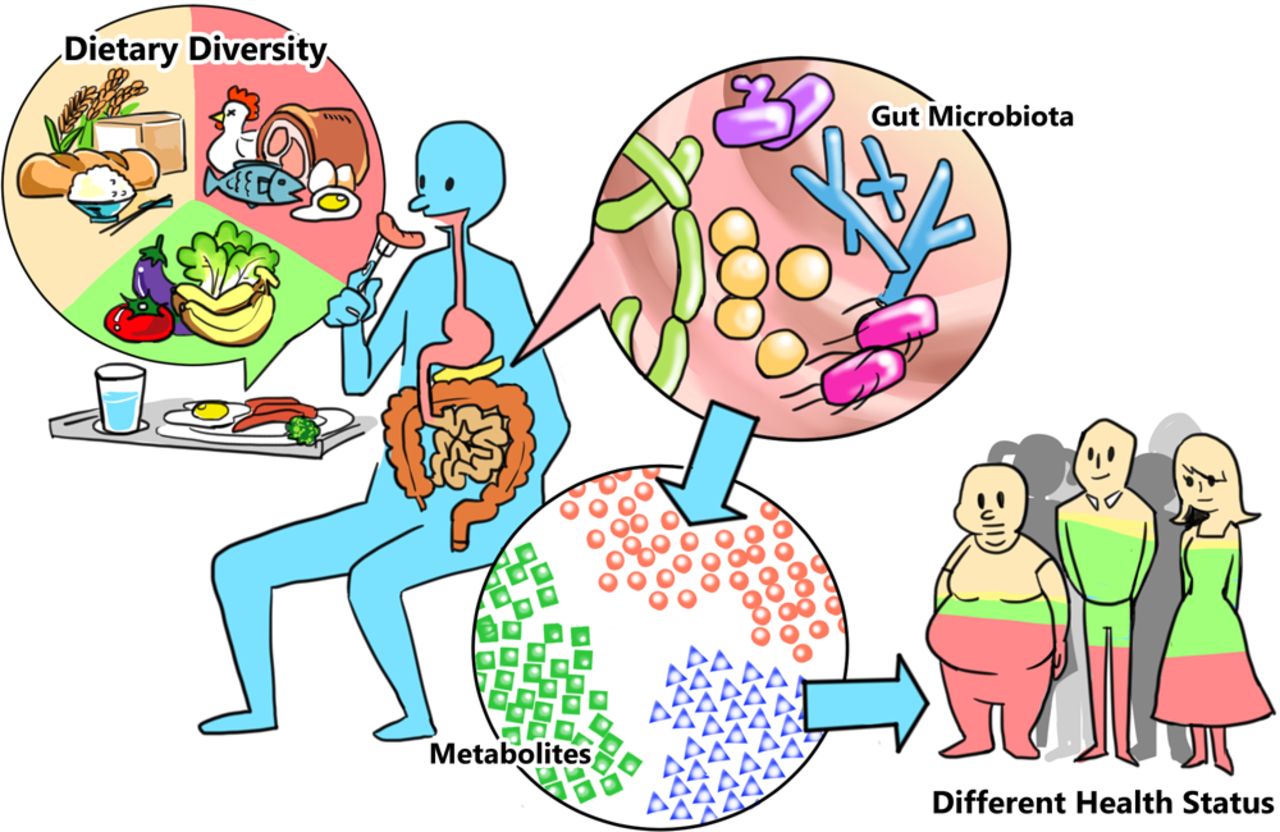 Gut microbiota and weight loss | gutmicrobiotaforhealth