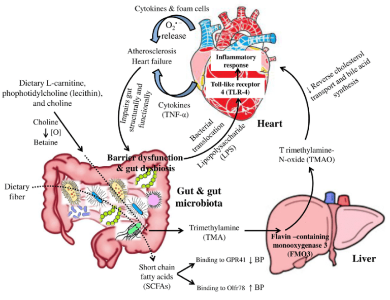 Techniques employed to explore and understand the Heart–Gut Axis ...