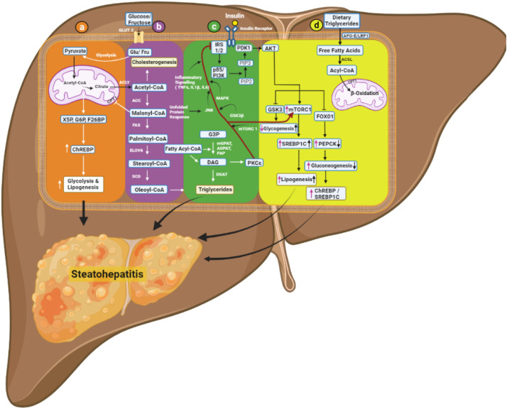 Therapeutic Aspect in Non-Alcoholic Fatty Liver Disease