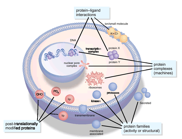 Understanding Proteomics: A Comprehensive Overview | gutmicrobiotaforhealth