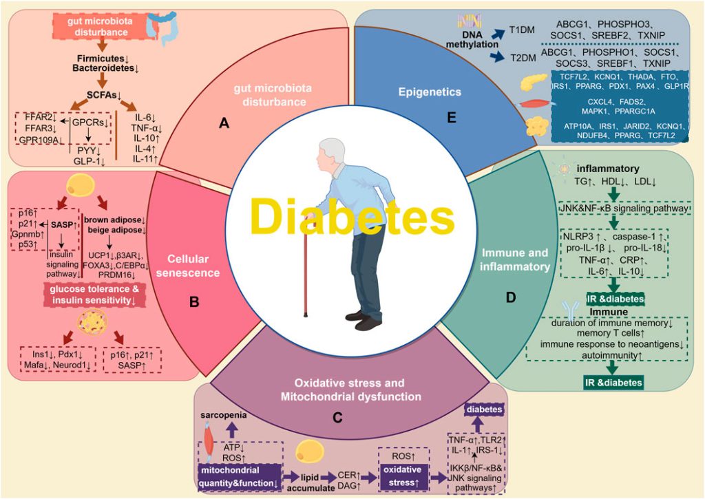 The advanced approach for patients with diabetes mellitus